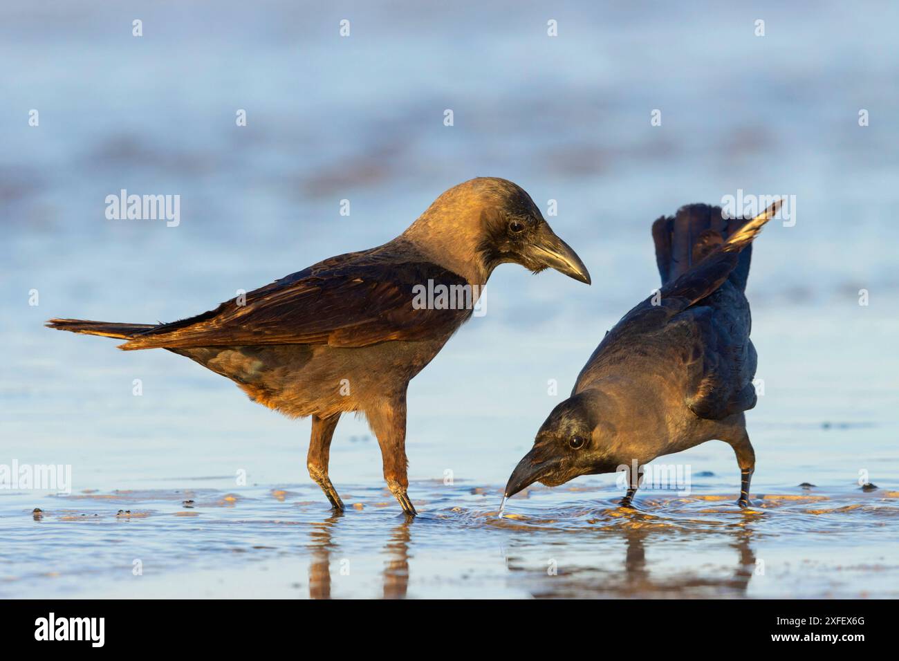 House crow, Indian House Crow (Corvus splendens), sitting by the ...