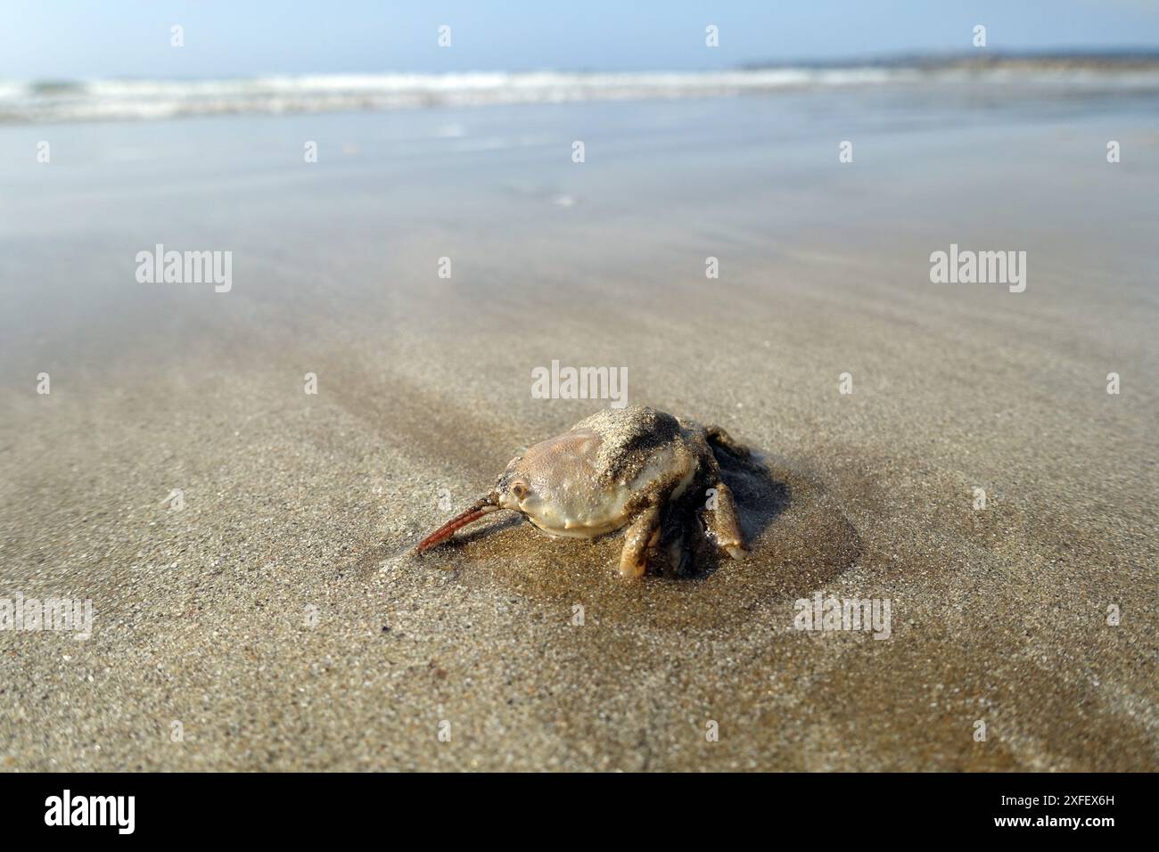 masked crab, helmet crab (Corystes cassivelaunus), half hidden in the ...