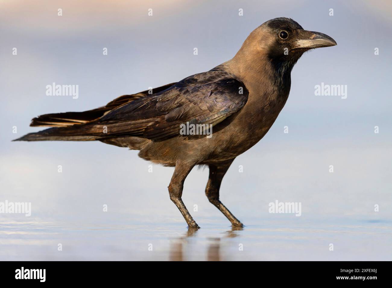 House crow, Indian House Crow (Corvus splendens), sits on the beach in ...