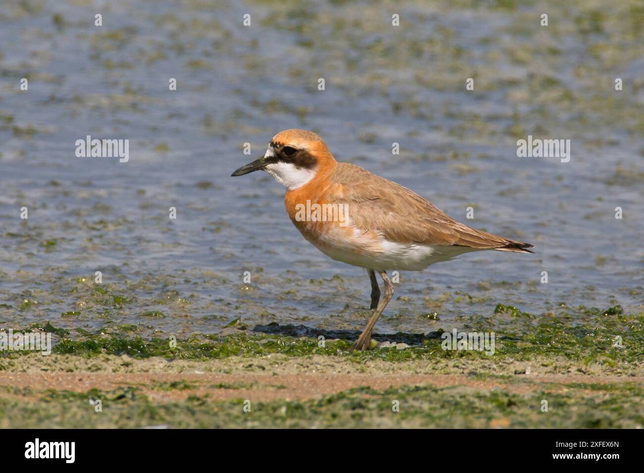 great sand plover (Charadrius leschenaultii), foraging on the algae ...