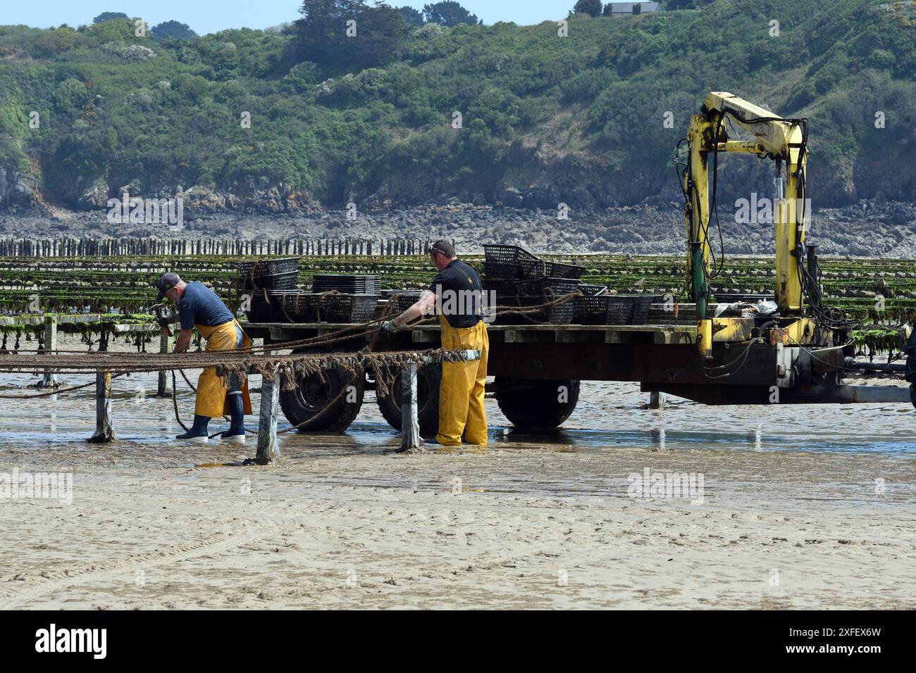 blue mussel, bay mussel, common mussel, common blue mussel (Mytilus ...