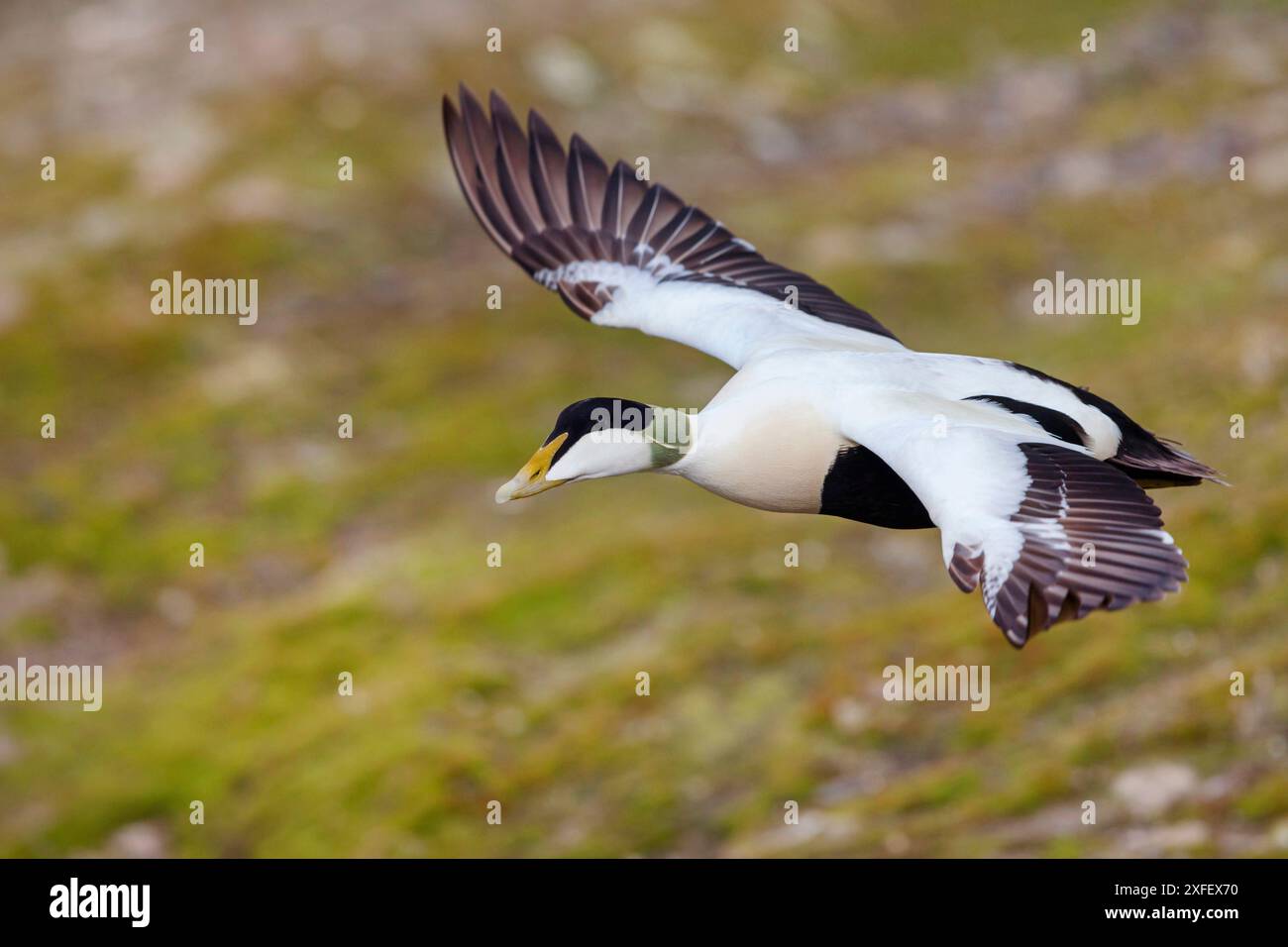 Common eider (Somateria mollissima), male in flight, Norway, Svalbard ...