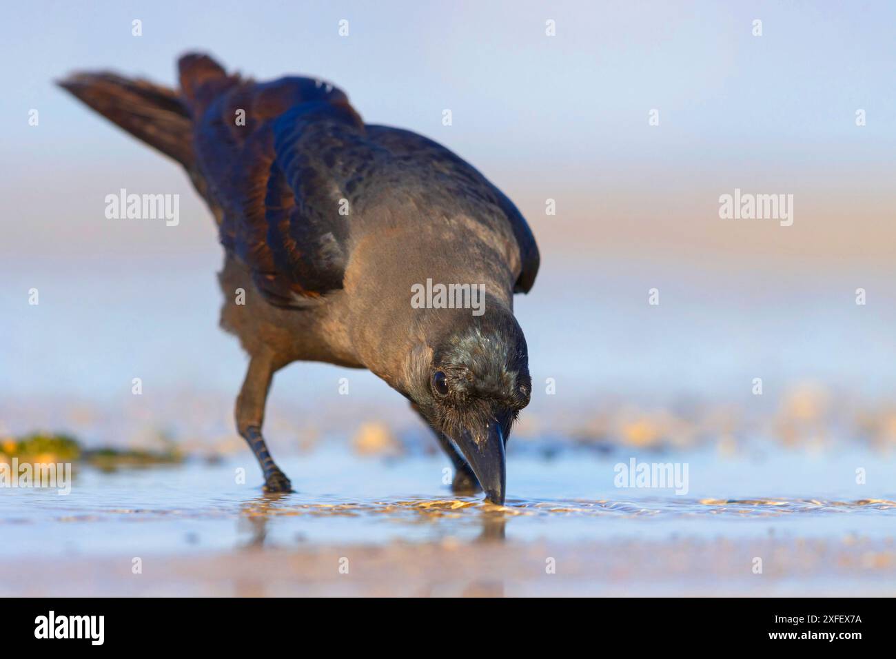 Indian house crow corvus splendens hi-res stock photography and images ...