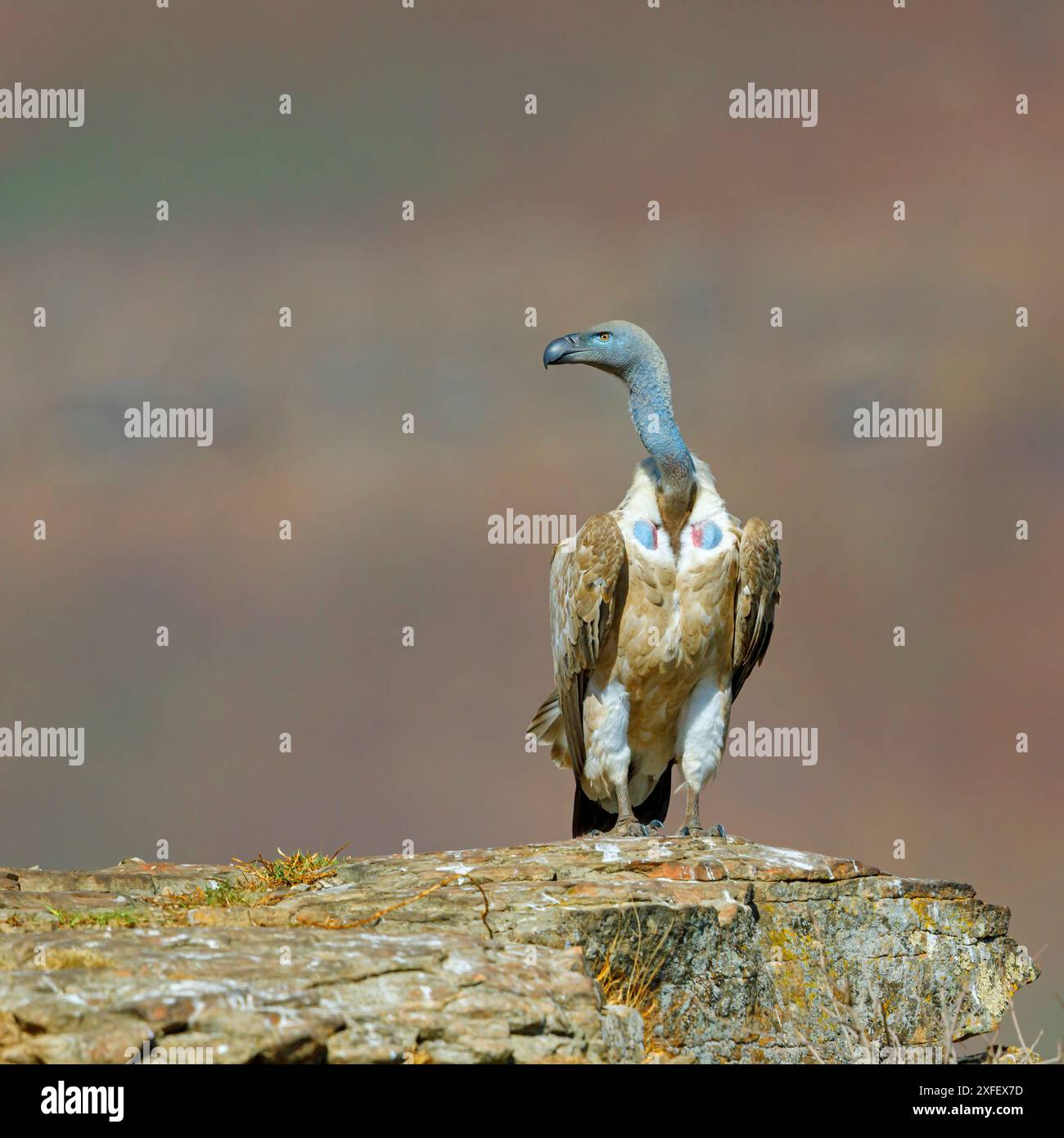 Cape vulture (Gyps coprotheres), sitting on a rock looking around ...
