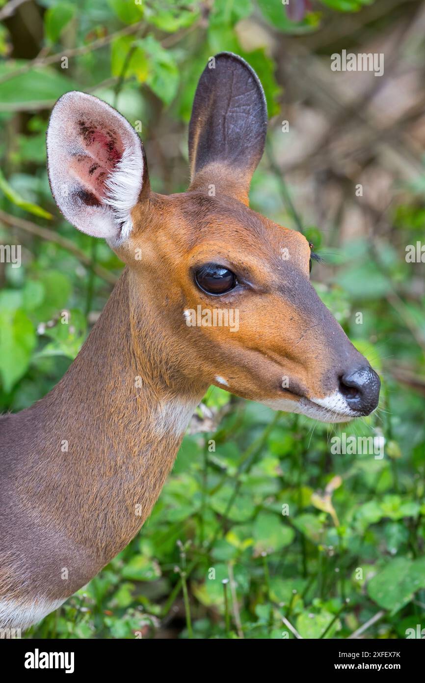 bushbuck, harnessed antelope, northern bushbuck, harnessed bushbuck ...