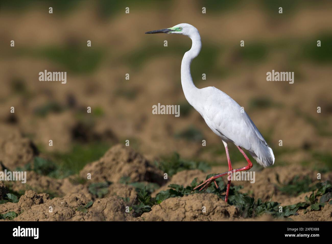 great egret, Great White Egret (Egretta alba, Casmerodius albus, Ardea ...