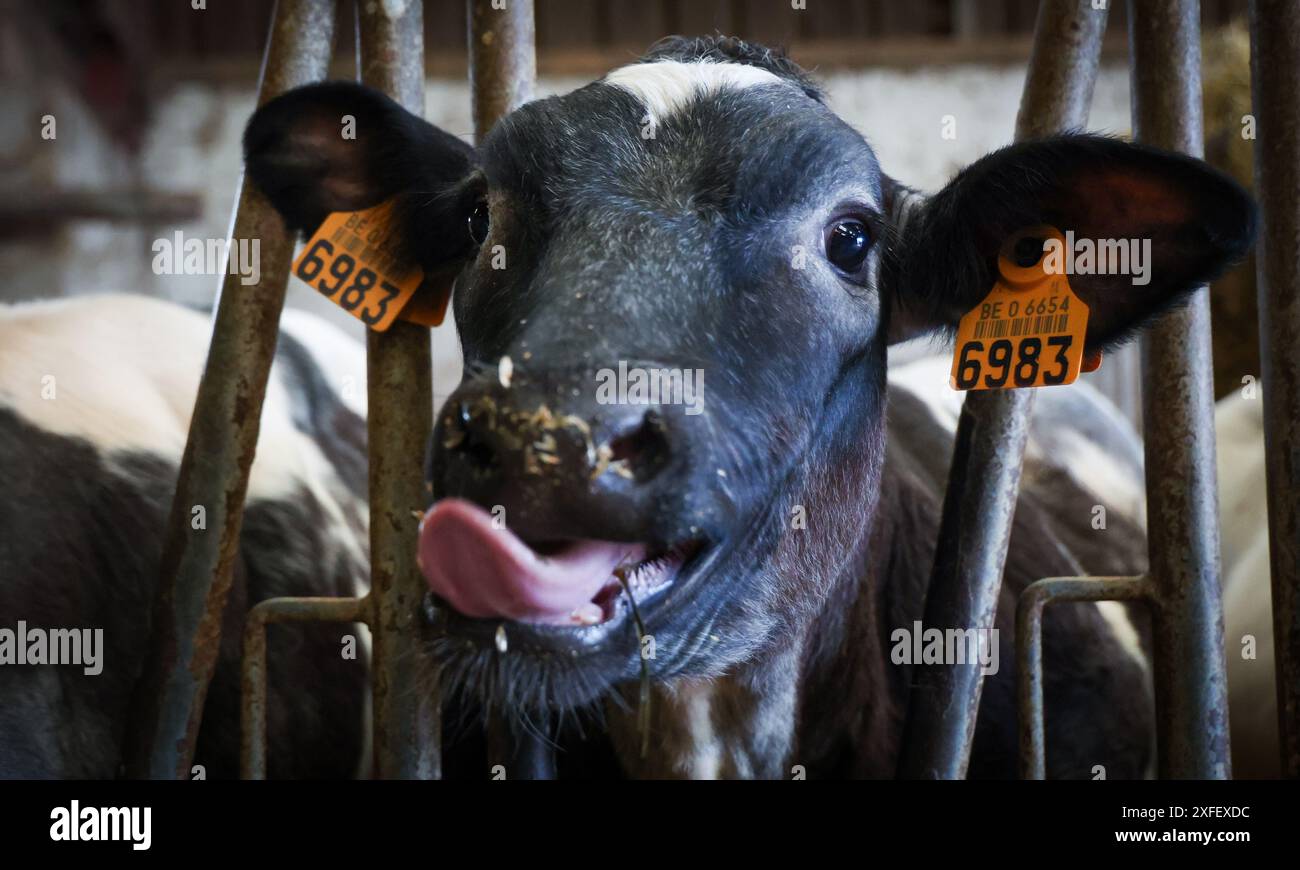 Villers Lez Heest, Belgium. 03rd July, 2024. A cow pictured atto an ...
