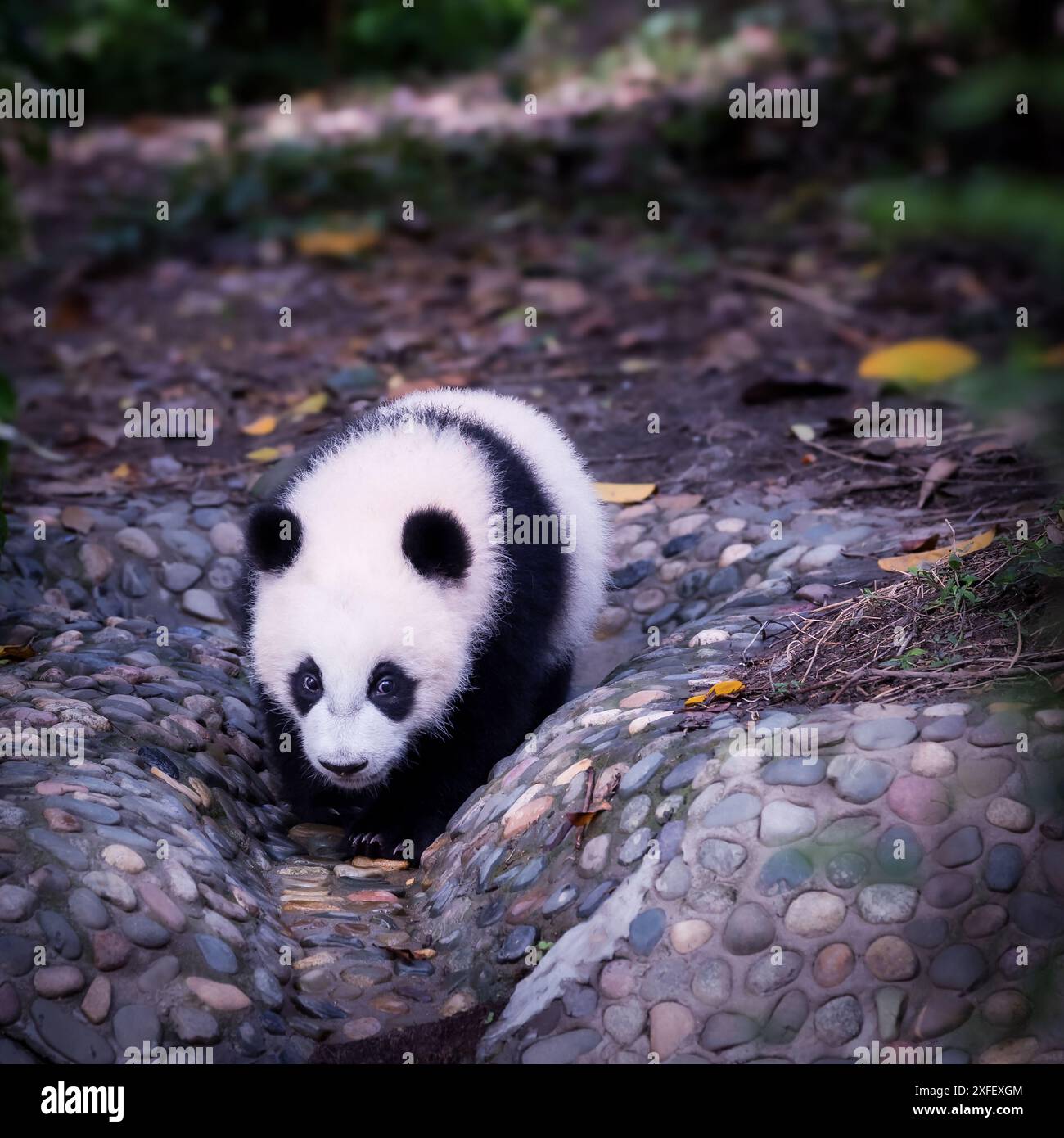Baby giant panda (Ailuropoda melanoleuca), Chengdu, Sichuan, China ...