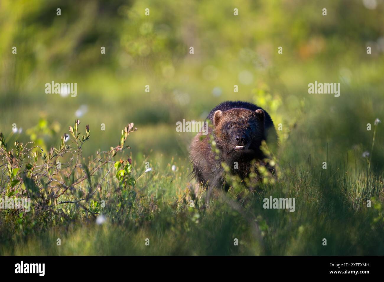 A running Wolverine in the swamp of Finnish taiga Stock Photo - Alamy