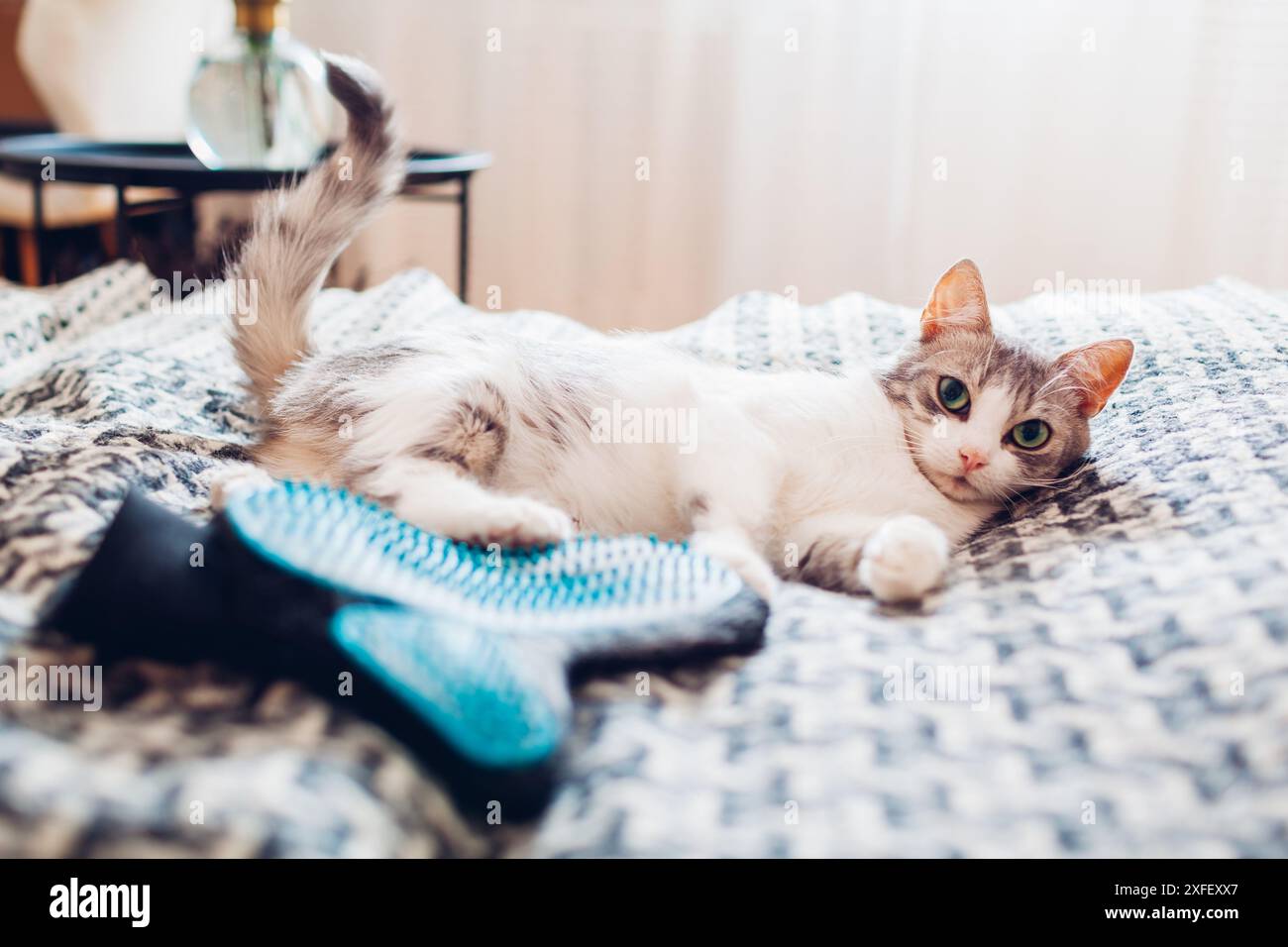 Cat lying by brushing glove with fur. Removing pets hair. Taking care ...
