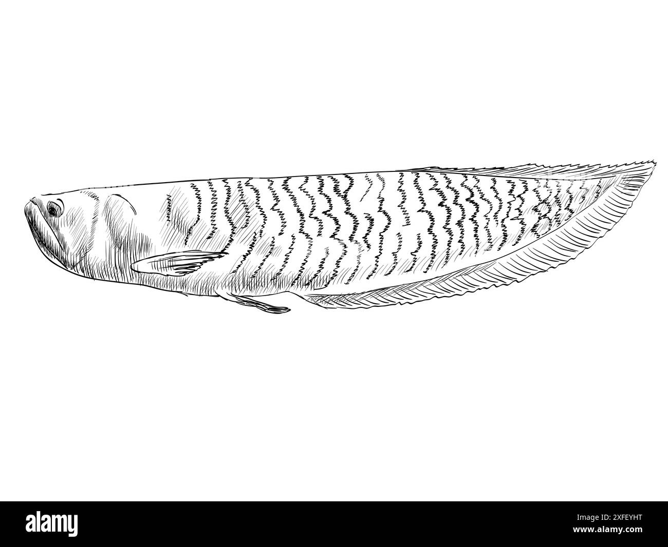 sketch of a fish Stock Vector Image & Art - Alamy