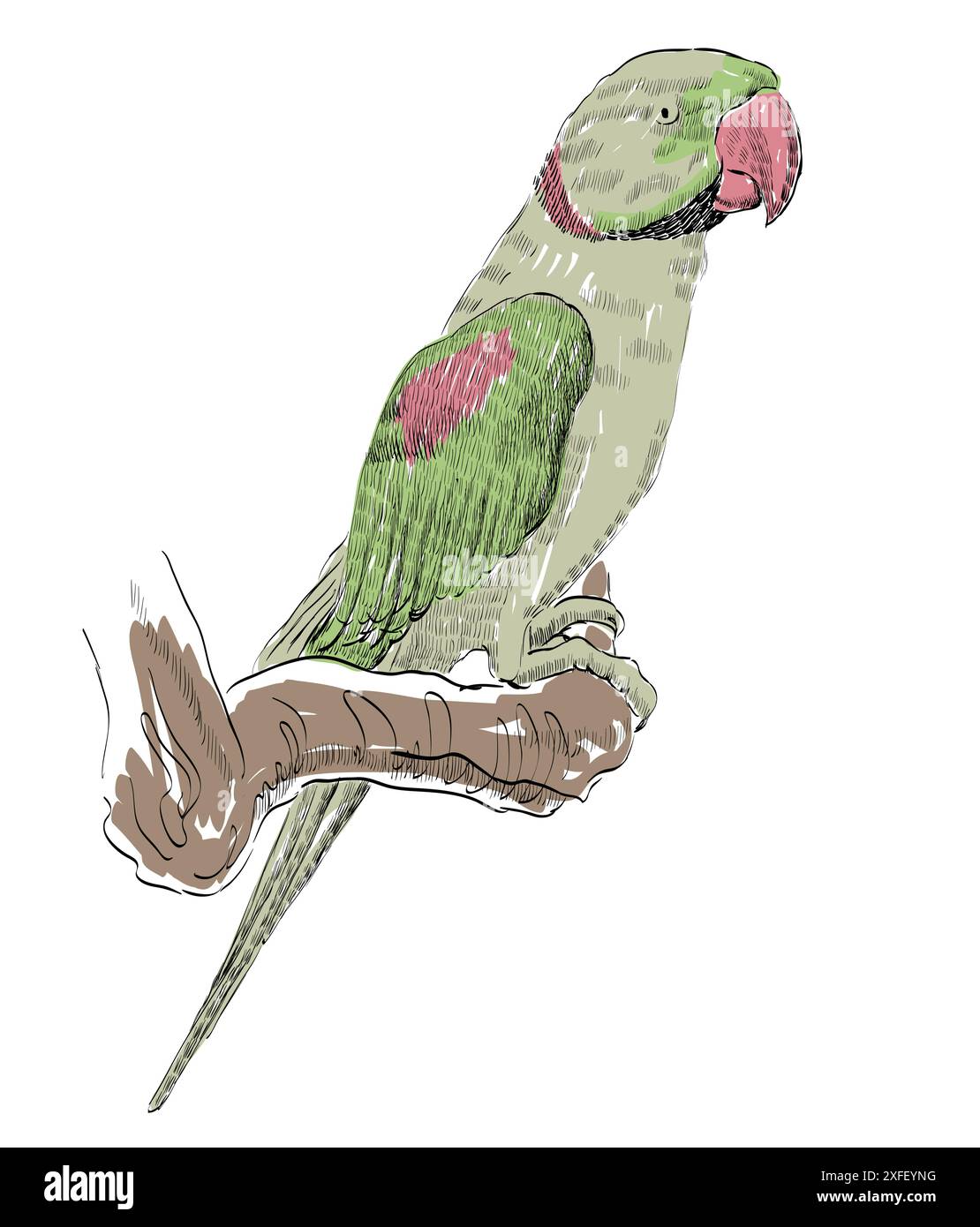 Parrot sketch hi-res stock photography and images - Alamy