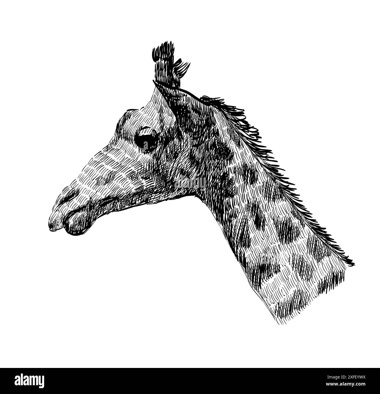 Giraffe sketch hi-res stock photography and images - Alamy