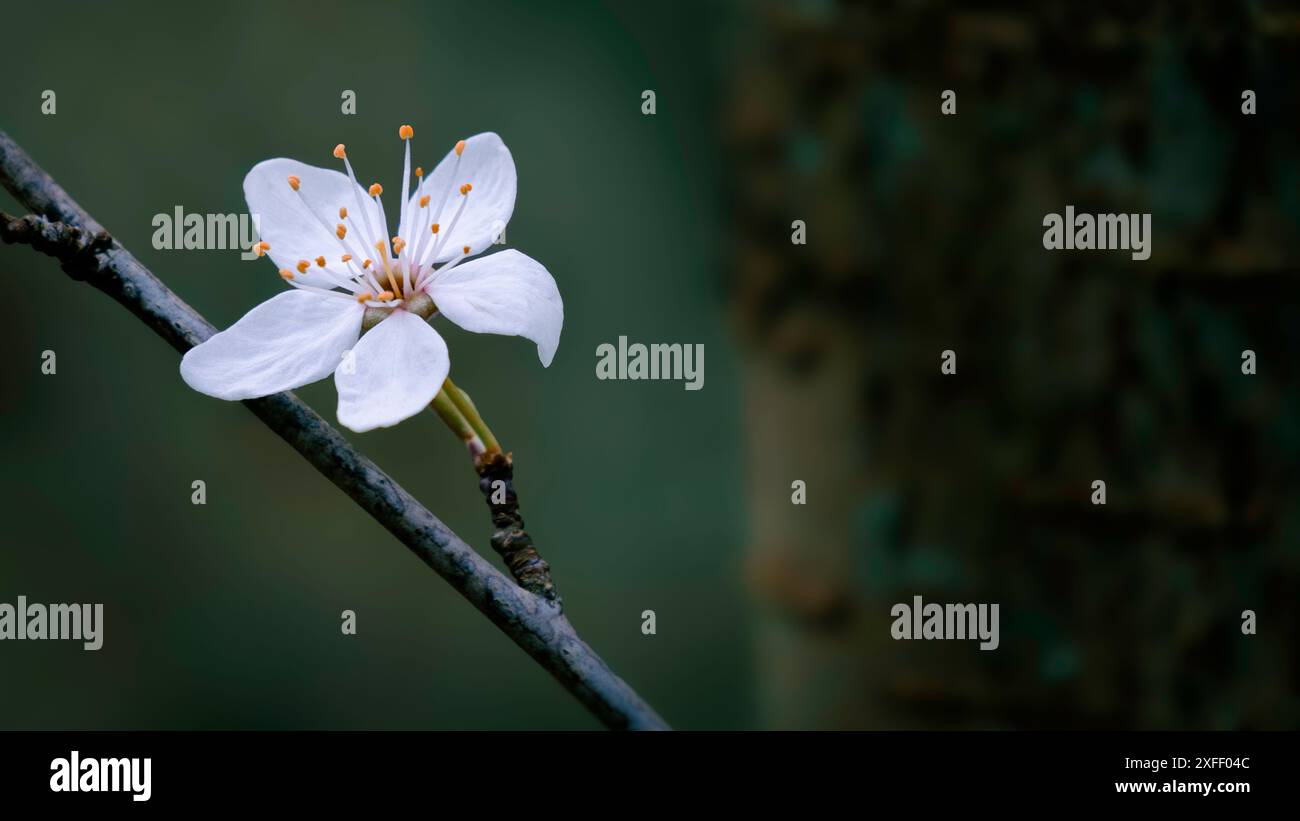 Single cherry blossom branch hi-res stock photography and images - Alamy