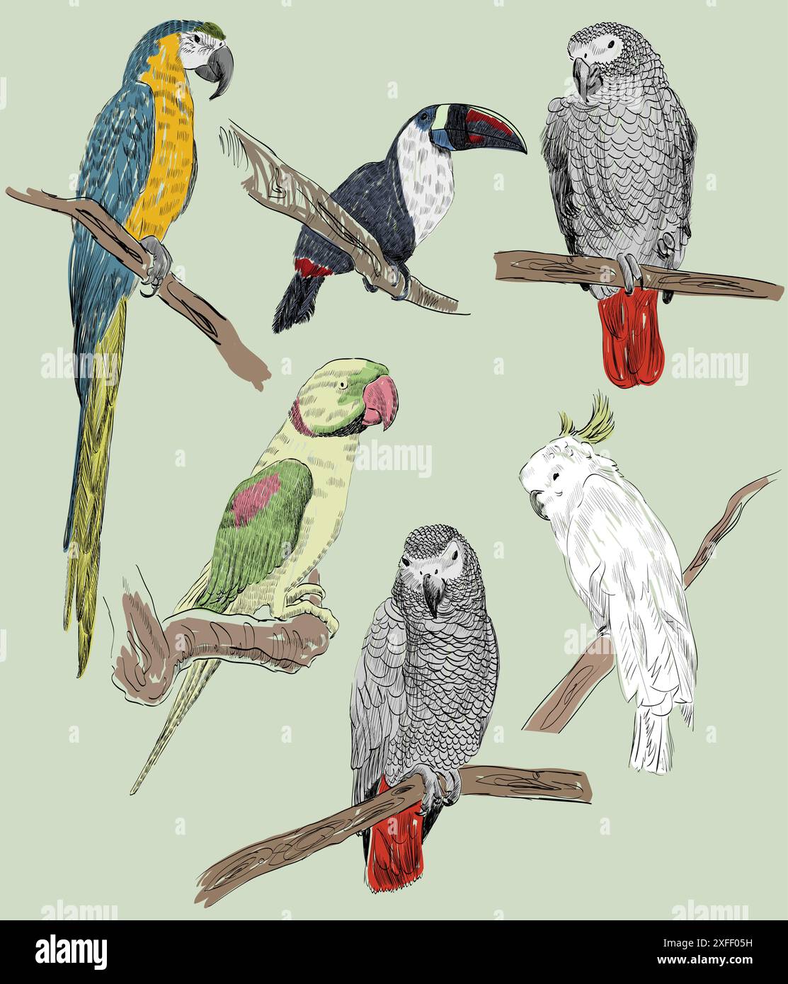 Vector sketch of a parrots. Hand drawn illustration Stock Vector Image ...