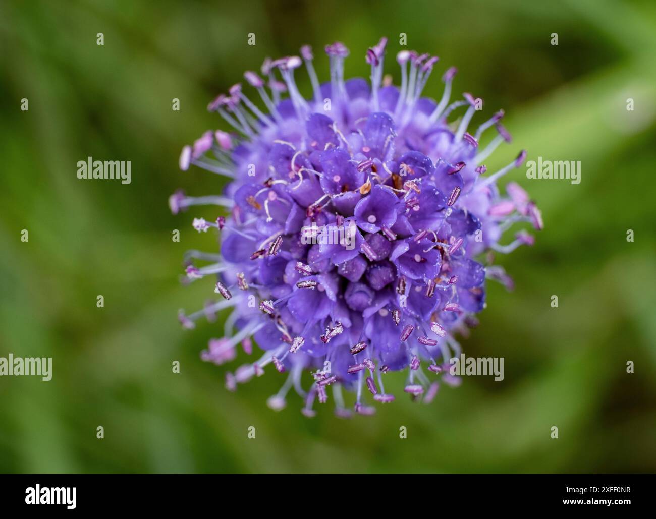 Small scabious in a wildflower meadow hi-res stock photography and ...