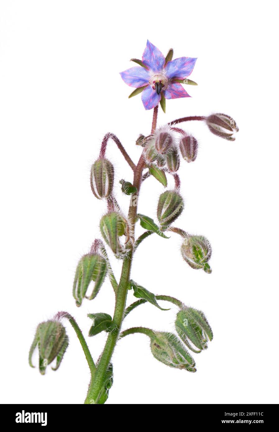 Borage flowers isolated on white background. Borago officinalis bush ...