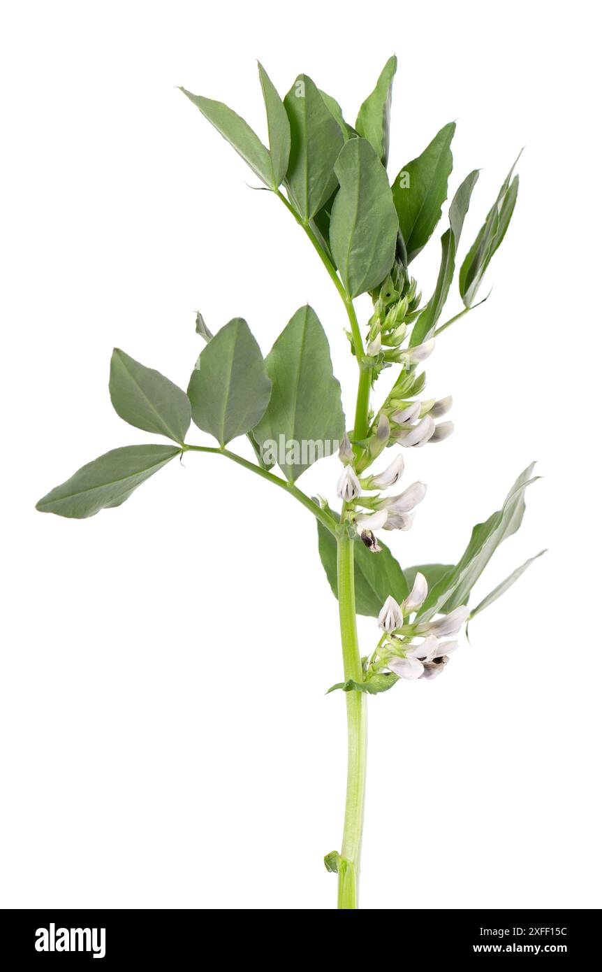 Green bush of fava beans with flowers, isolated on white background ...