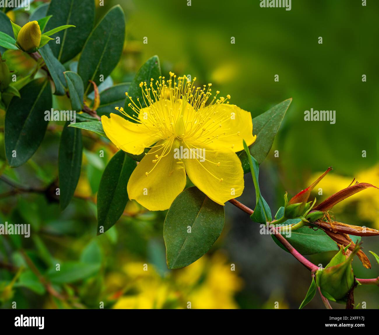 H pseudohenryi hi-res stock photography and images - Alamy