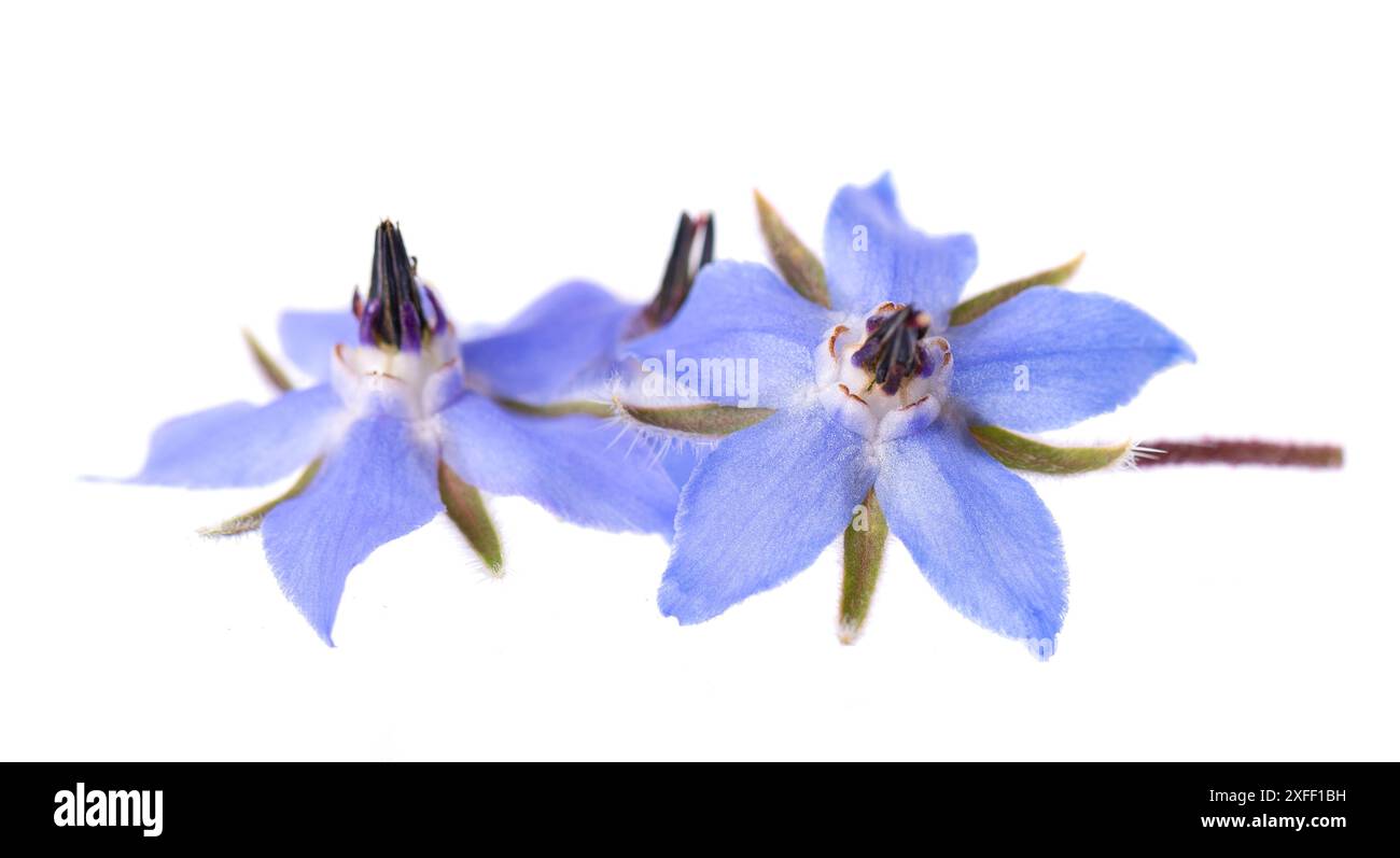 Borage flowers isolated on white background. Borago officinalis bush ...