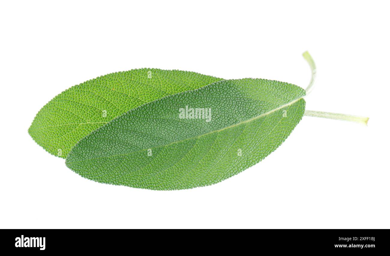 Fresh sage leaves isolated on white background. Salvia Officinalis ...