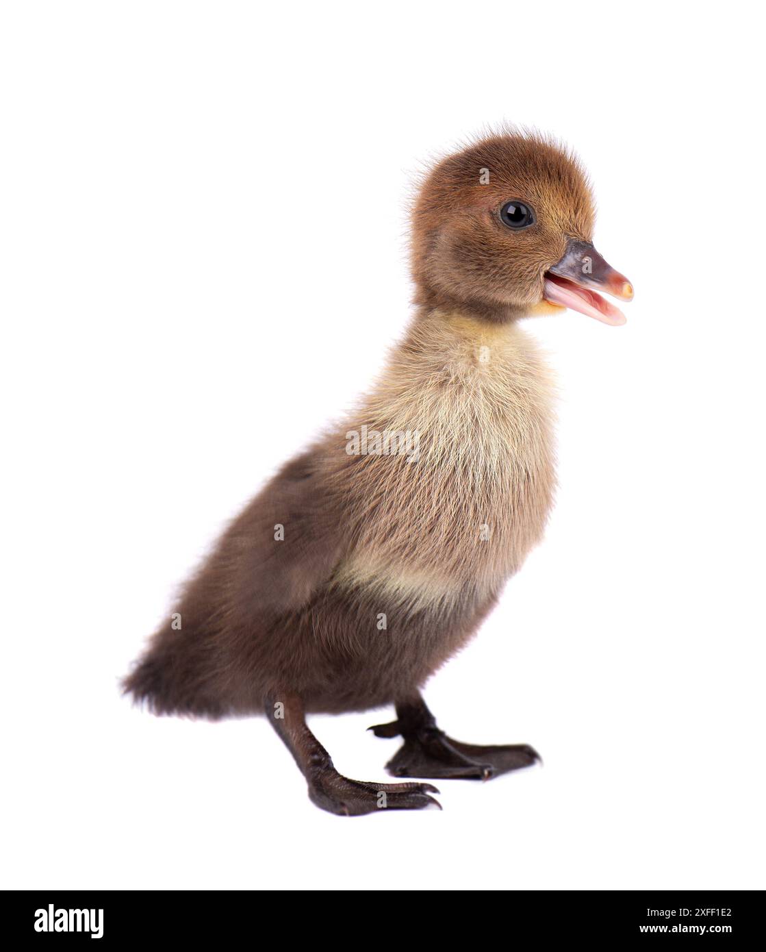 Newborn duckling isolated on white background. Little brown duck. Farm ...