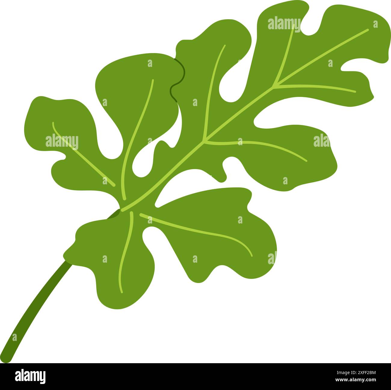 Watermelon green leaf. Hand drawn Trendy flat style isolated botanical ...