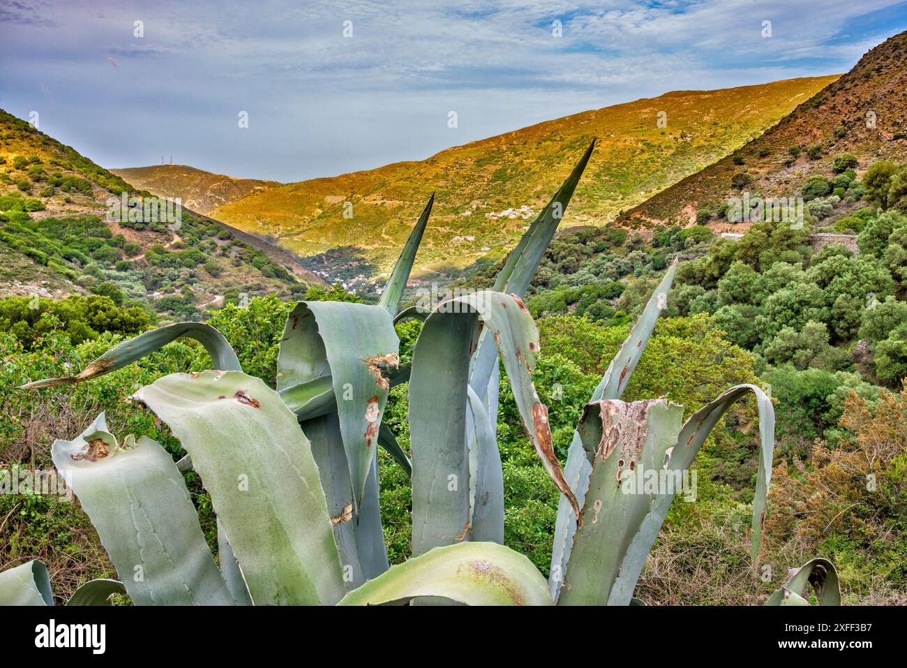 Leaves of agave, village of Elos in far distance, Kissamos Mountains ...