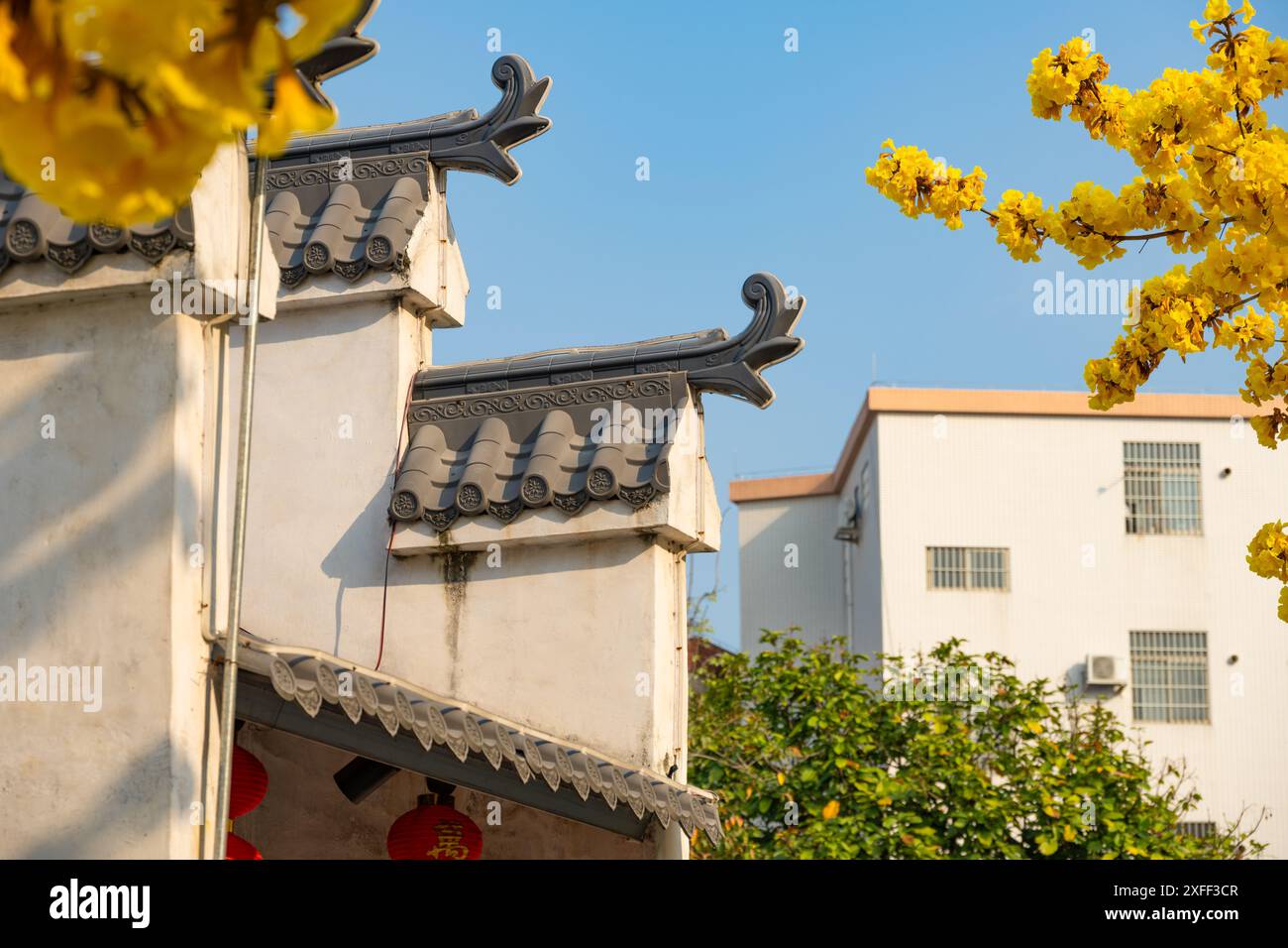 blooming Guayacan or Handroanthus chrysanthus or Golden Bell Tree in ...