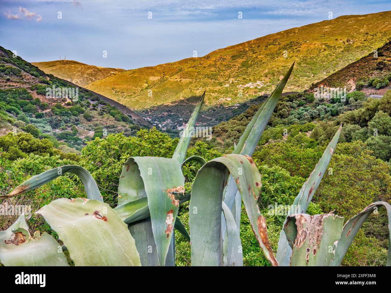 Leaves of agave, village of Elos in far distance, Kissamos Mountains ...