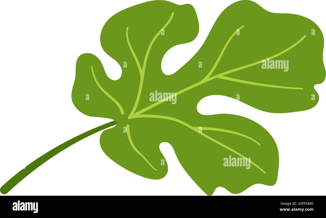 Watermelon green leaf. Hand drawn Trendy flat style isolated botanical ...