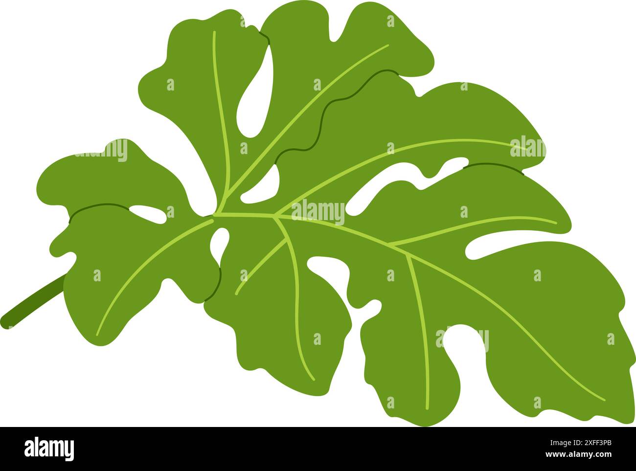 Watermelon green leaf. Hand drawn Trendy flat style isolated botanical ...