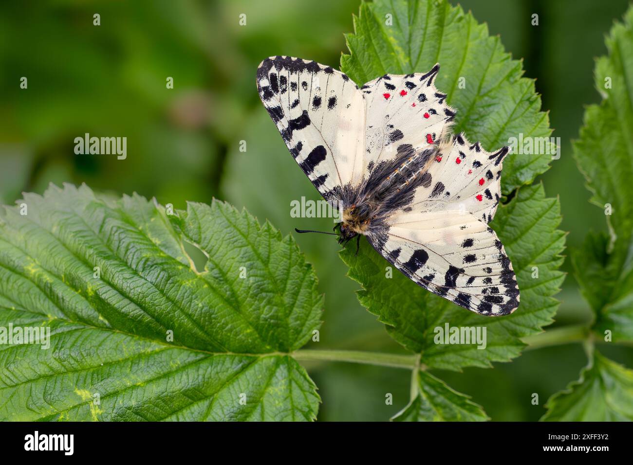 Eastern Festoon butterfly - Zerynthia cerisyi, beautiful colored Old ...