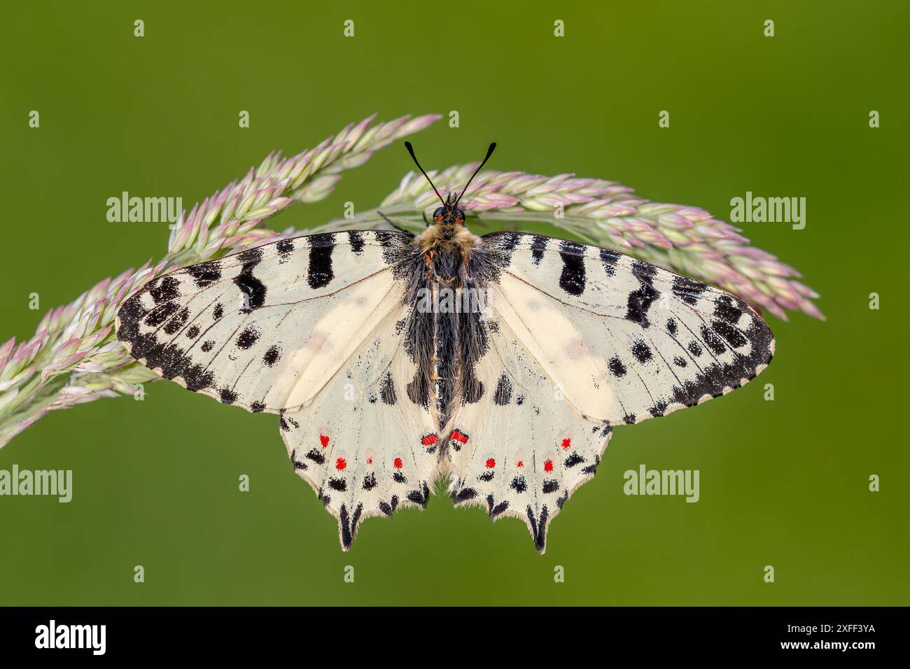 Eastern Festoon butterfly - Zerynthia cerisyi, beautiful colored Old ...