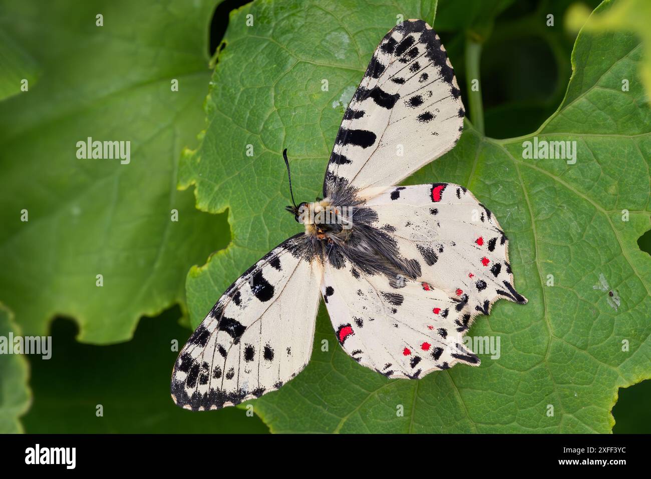 Eastern Festoon butterfly - Zerynthia cerisyi, beautiful colored Old ...