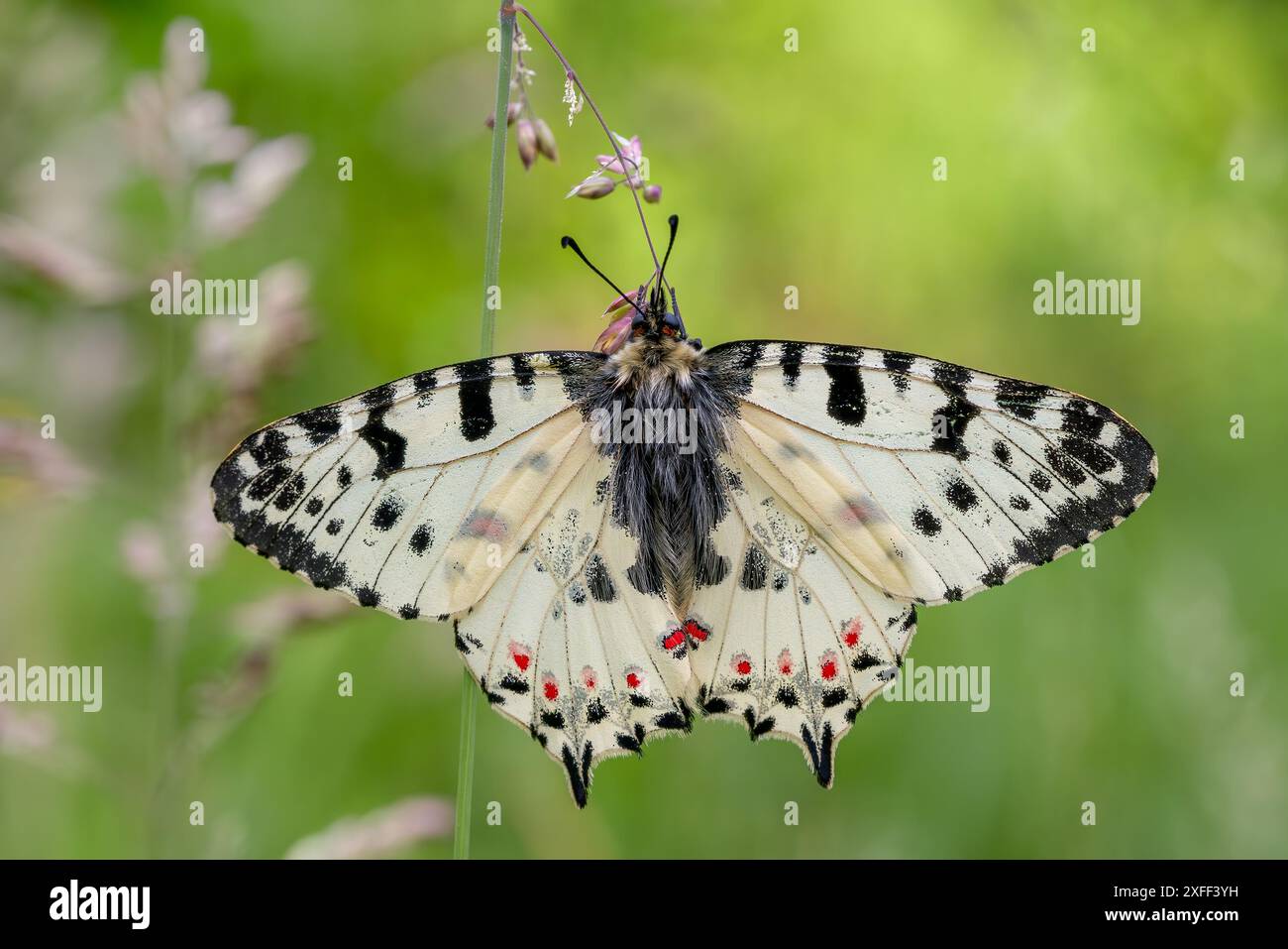 Eastern Festoon butterfly - Zerynthia cerisyi, beautiful colored Old ...