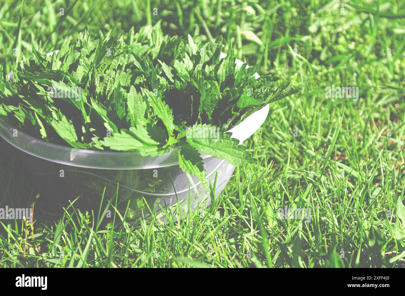 Nettle sting on young hi-res stock photography and images - Alamy