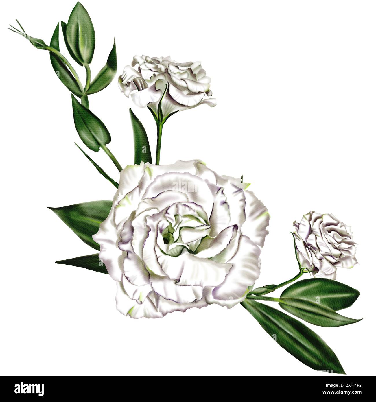 White flowers and buds of lisianthus, eustoma and rose in a horizontal ...