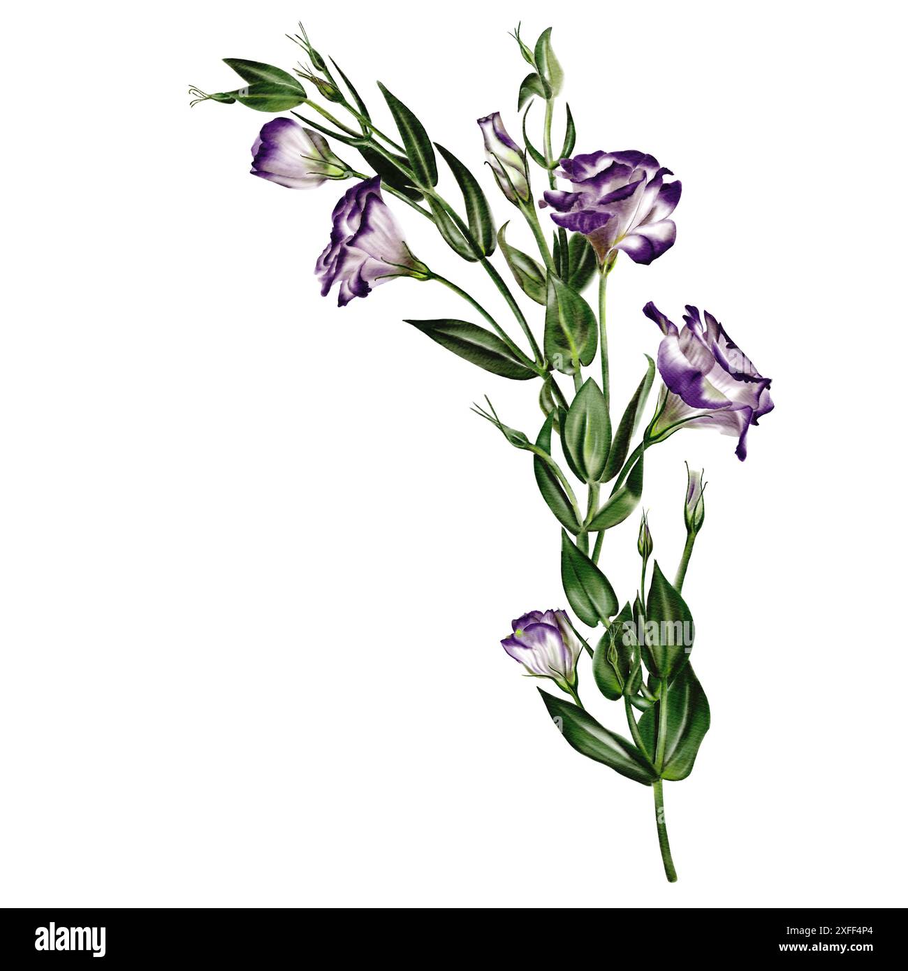 eustoma and lisianthus. Branch with flowers and leaves. White and ...