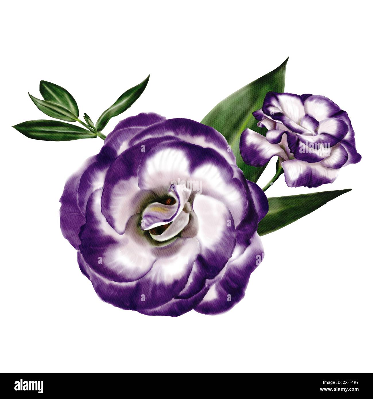 Eustoma flowers. Lisianthus. Composition of white and purple flowers ...