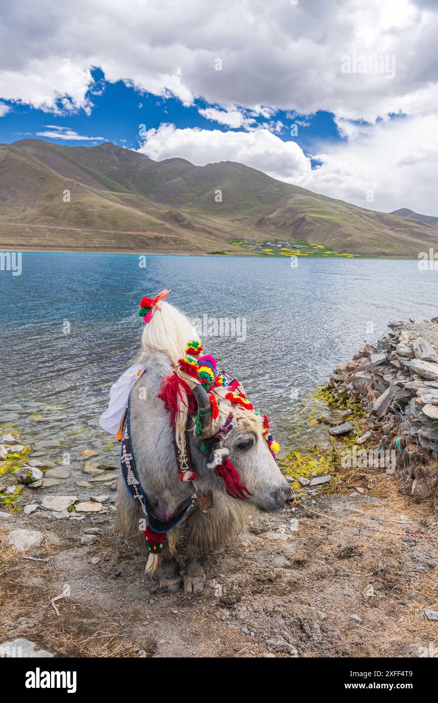 Yak on the shore of Yamdrok Lake, one of the three largest sacred lakes in Tibet, China Stock ...