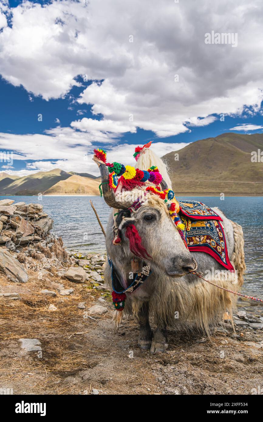 Decorated white tibetan yak at the Yamdrok lake in Tibet, China. Blue sky with copy space Stock ...