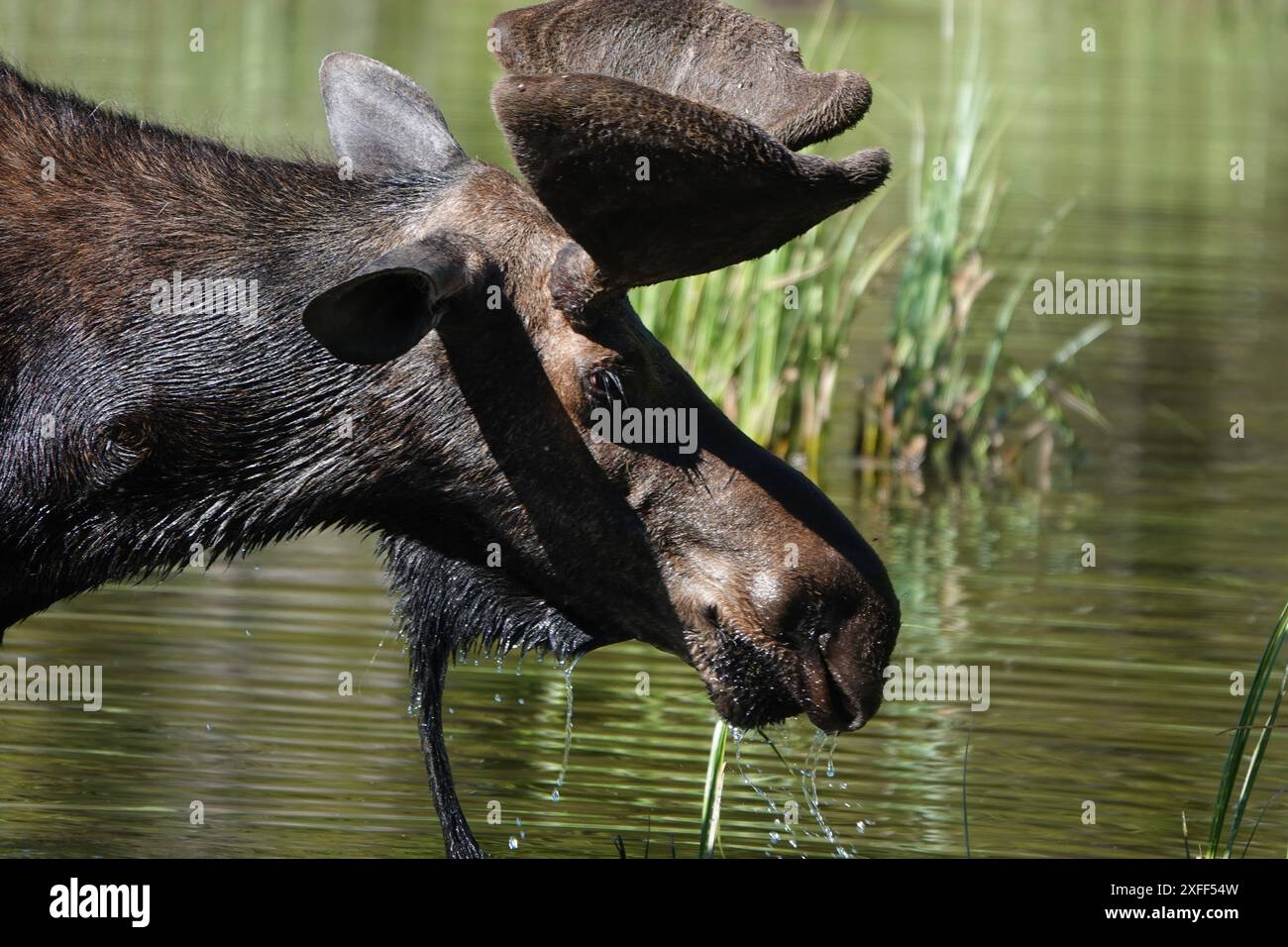 Moose profile hi-res stock photography and images - Alamy