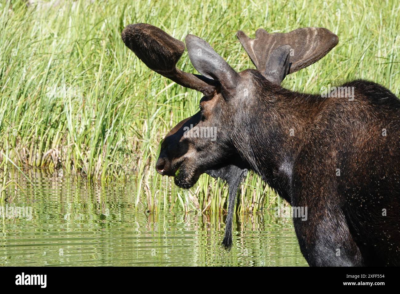 Moose alces alces bull browsing hi-res stock photography and images - Alamy