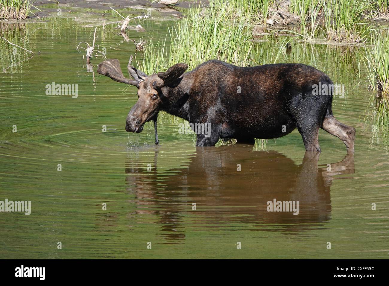Moose in Moose Lake Stock Photo - Alamy