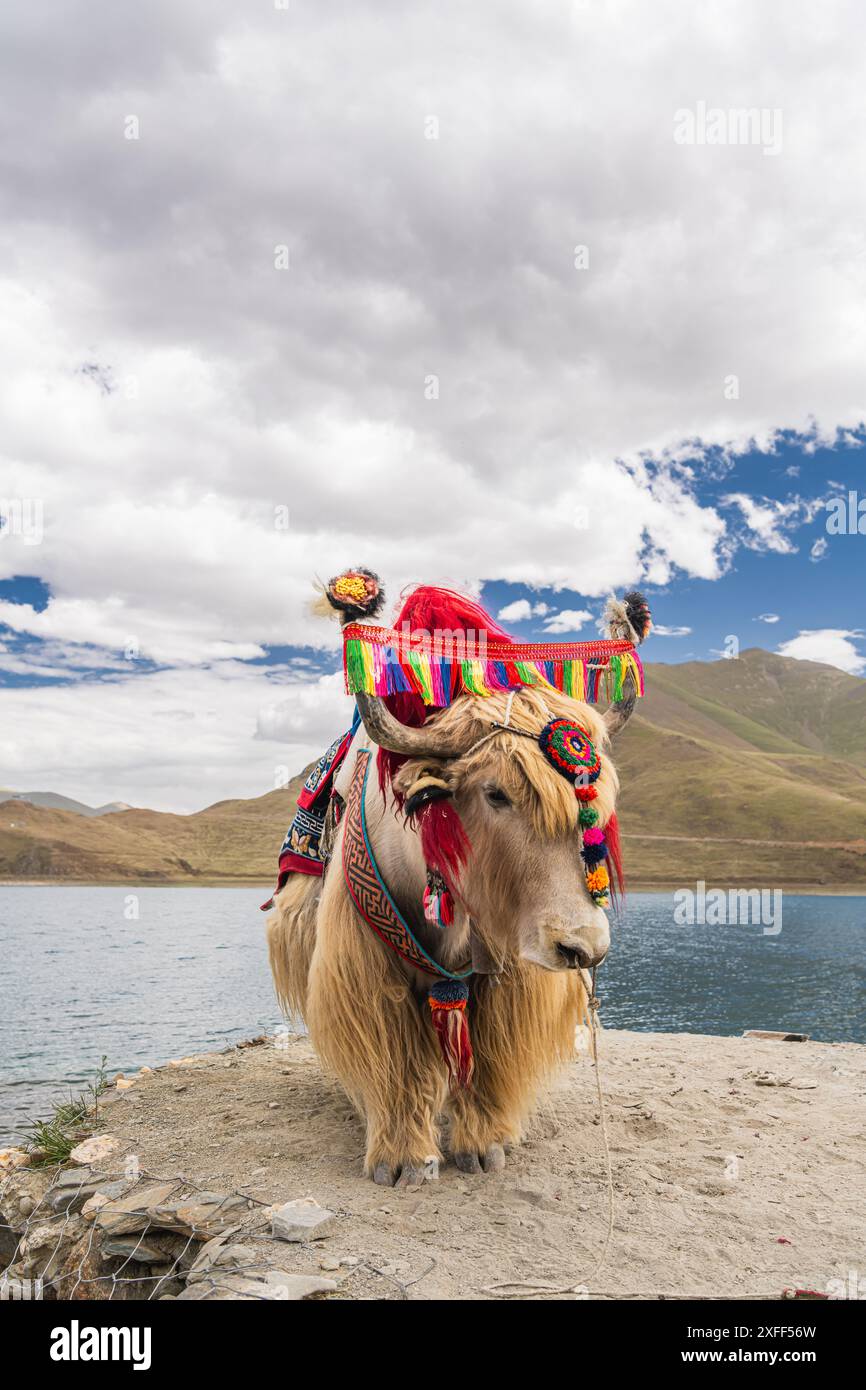 Decorated white tibetan yak at the Yamdrok lake in Tibet, China, cloudy sky with copy space ...