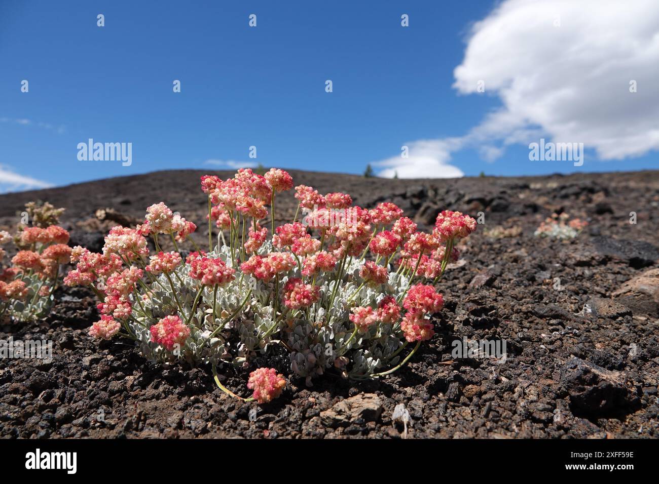 Pink Buckwheat Flowers, Craters of the Moon Stock Photo - Alamy