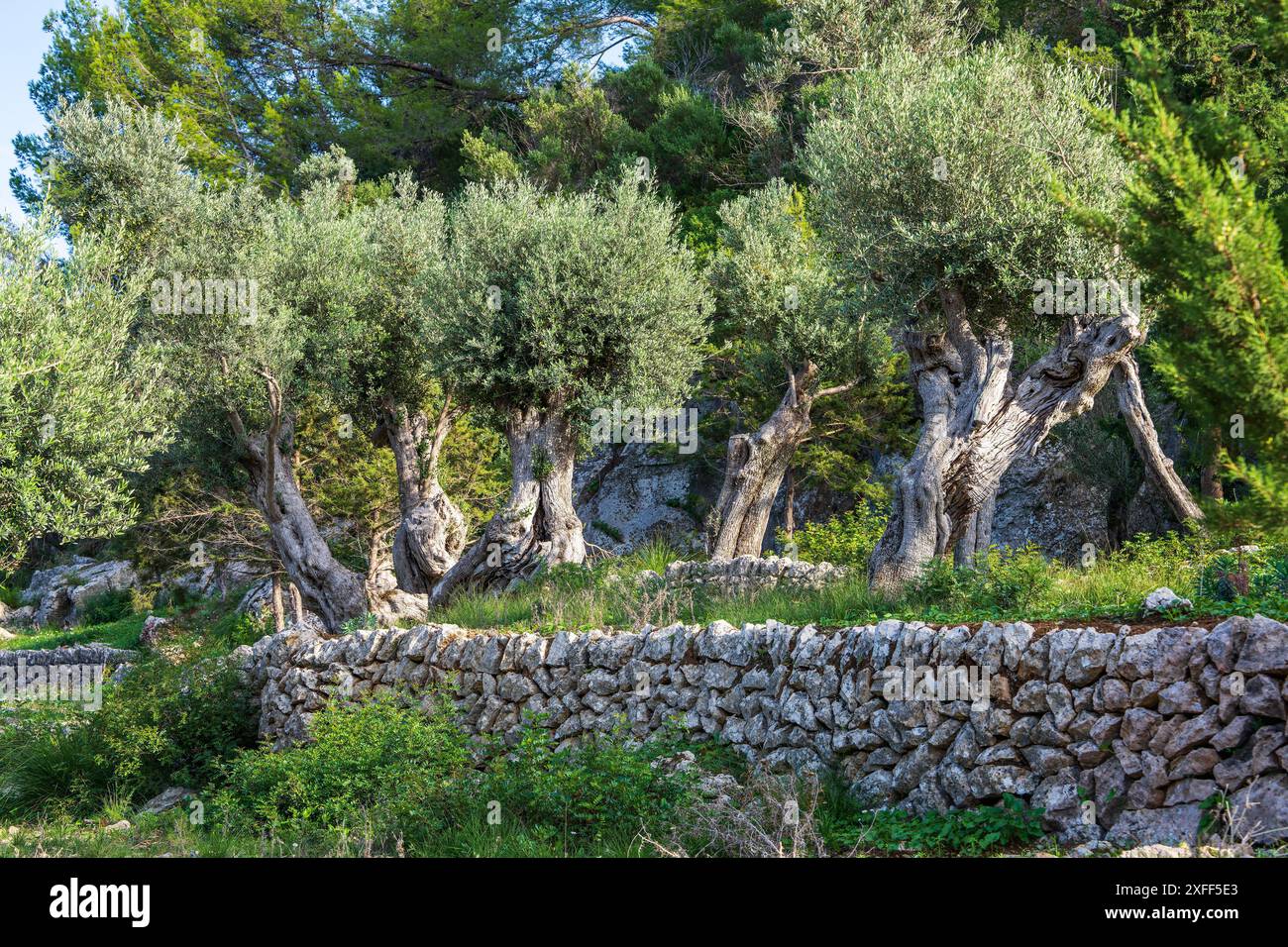 Olive grove. Olive trees planted in a cascade. Mallorca, Spain Stock ...