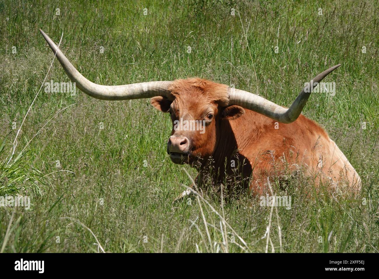 Texas Longhorn Relaxing in Field Stock Photo - Alamy