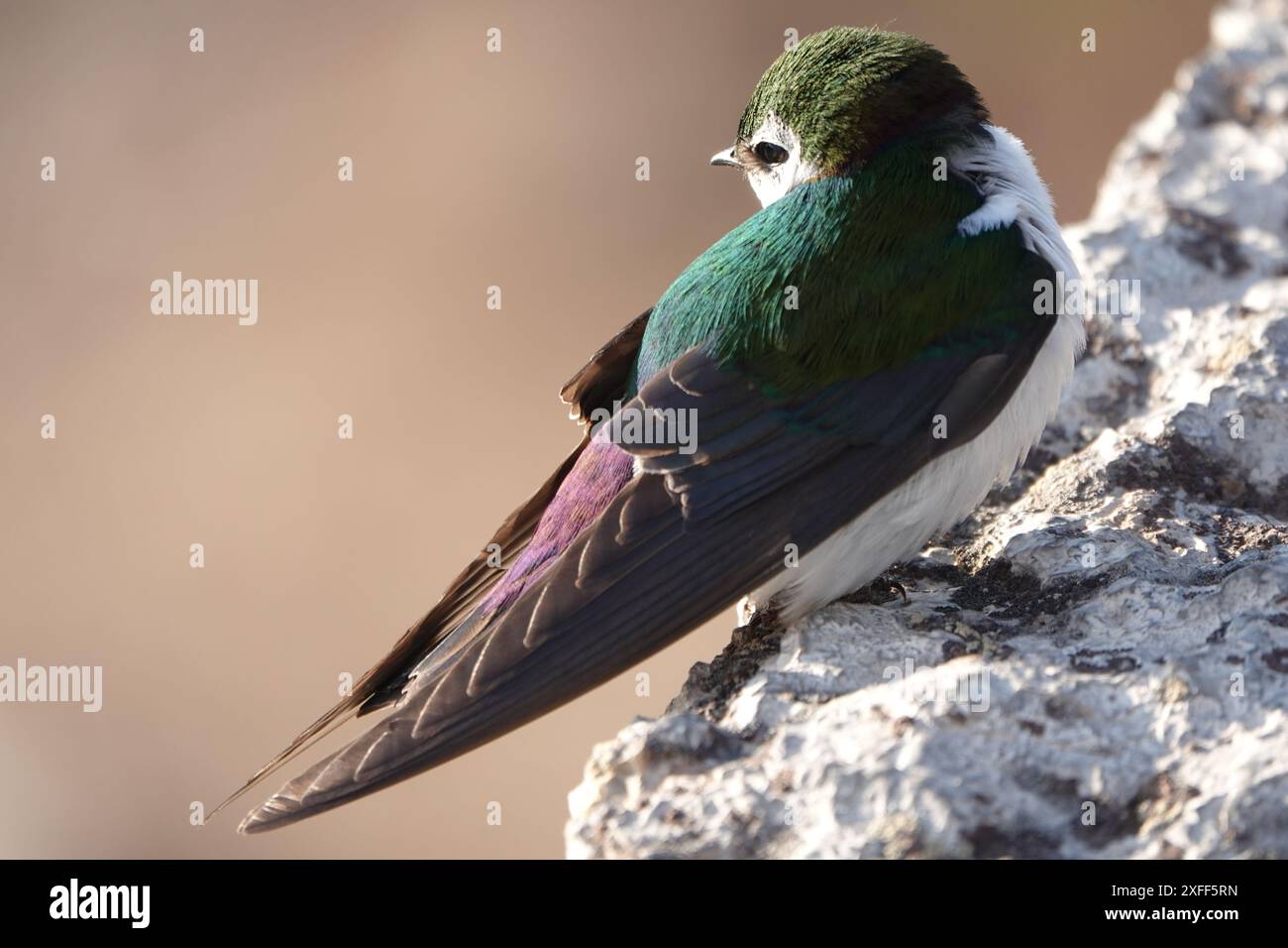 Violet green swallow bird hi-res stock photography and images - Alamy